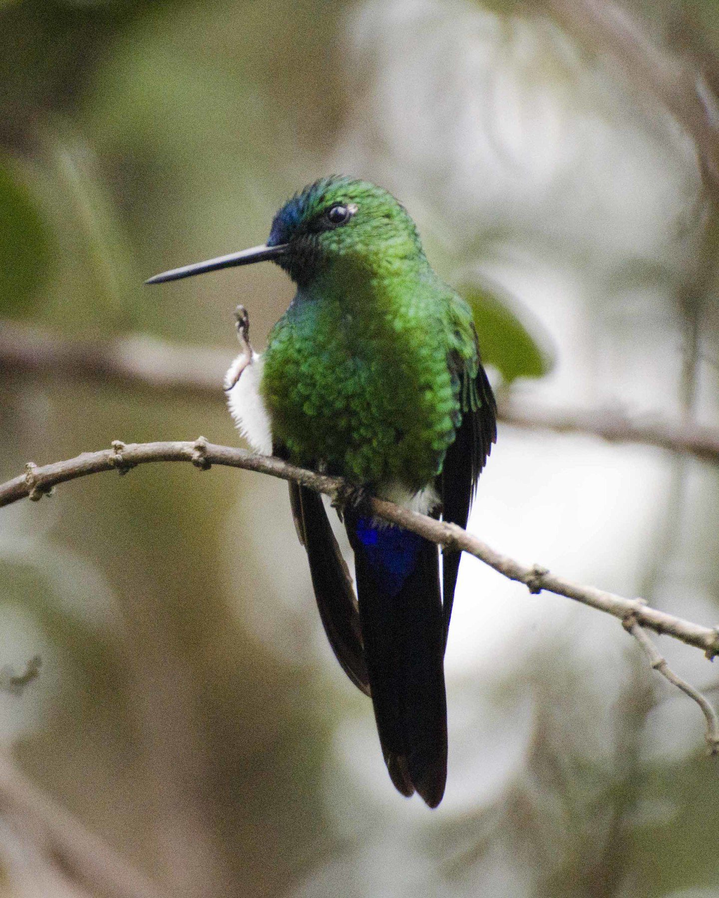 Qué esperar a lo largo de la ruta de los colibríes de Ecuador