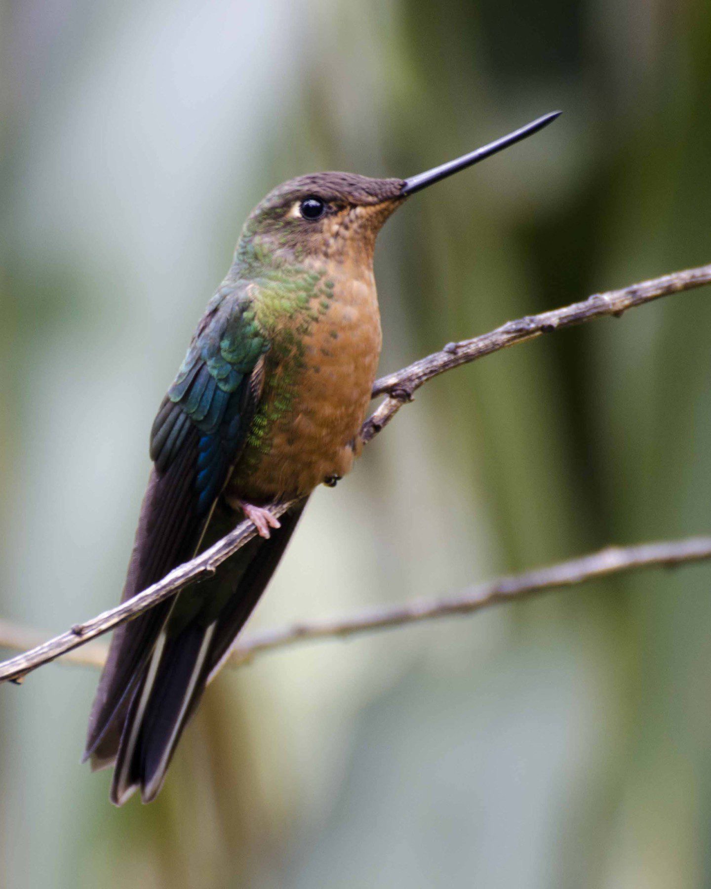 Qué esperar a lo largo de la ruta de los colibríes de Ecuador