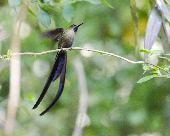 Un impresionante colibrí de cola larga cerca de Quito
