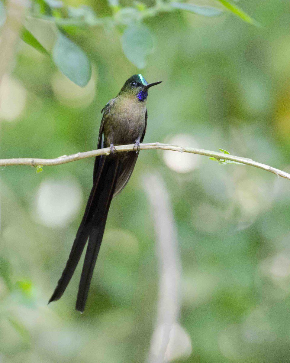Un impresionante colibrí de cola larga cerca de Quito