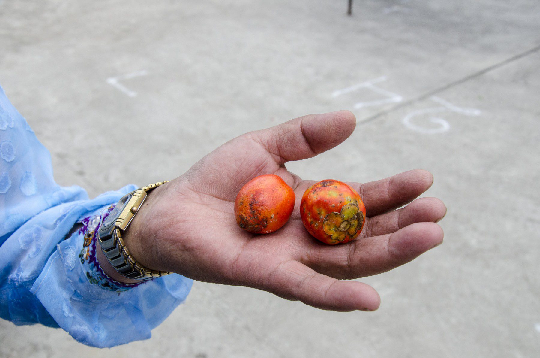 El Chontacuro: el Manjar Exótico de la Palma de La Chonta