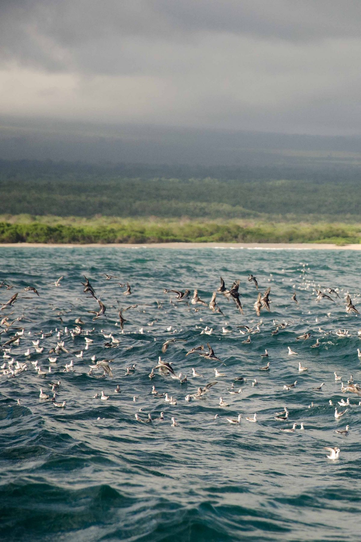 Best Photos from Isla Isabela, Galapagos Islands