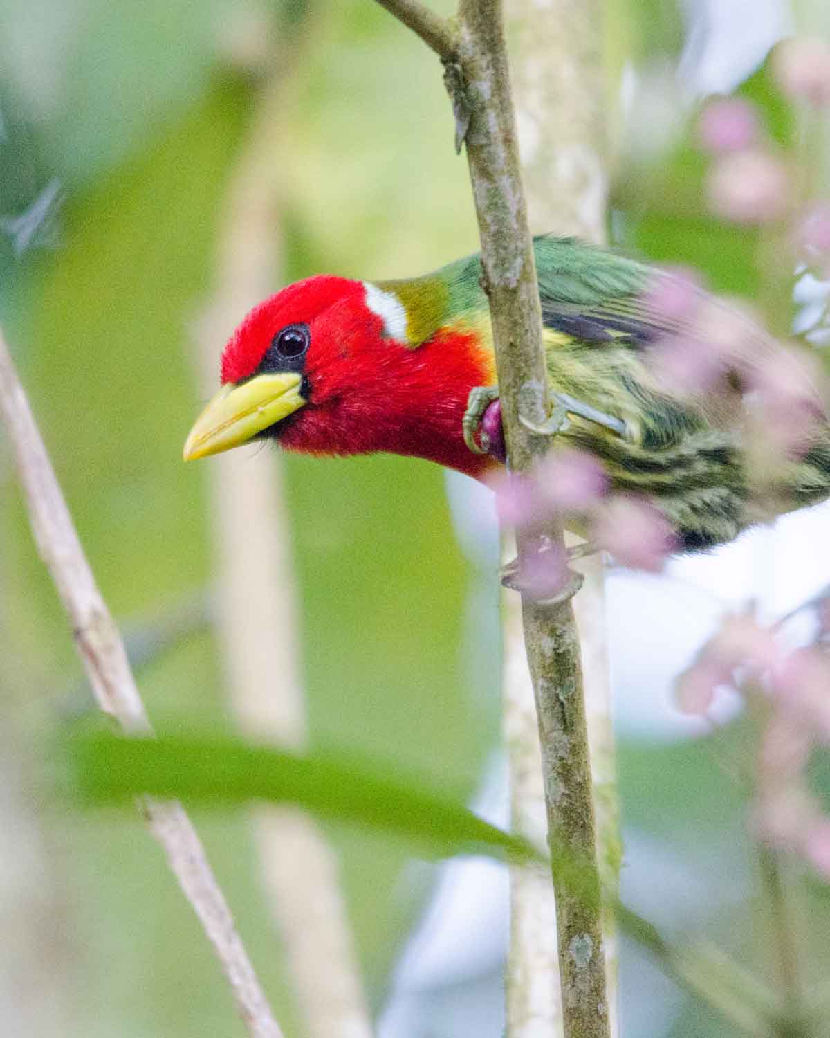 El Chocó Andino: Nueva Reserva de Biosfera en Ecuador