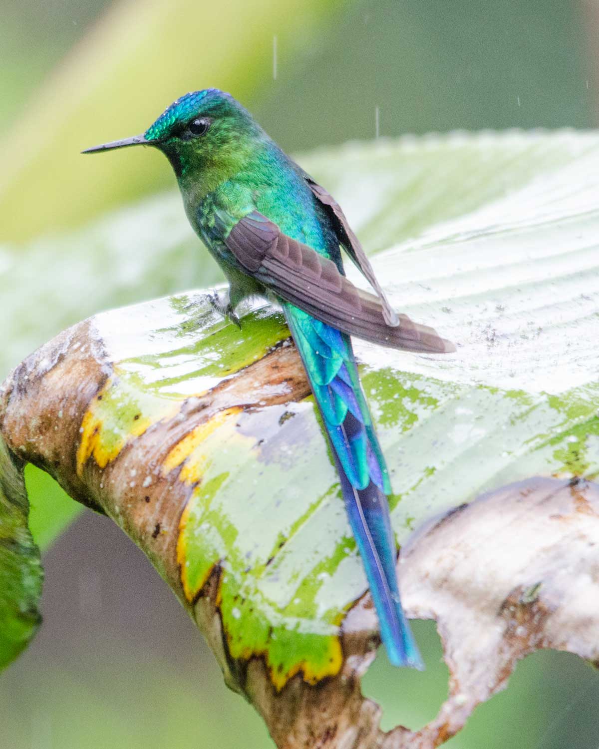 Un impresionante colibrí de cola larga cerca de Quito