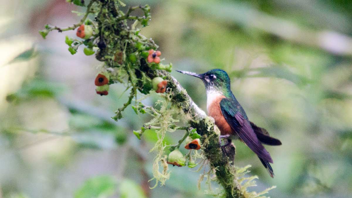 Un impresionante colibrí de cola larga cerca de Quito