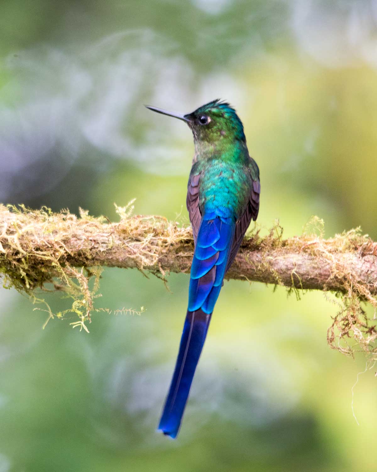 Un impresionante colibrí de cola larga cerca de Quito