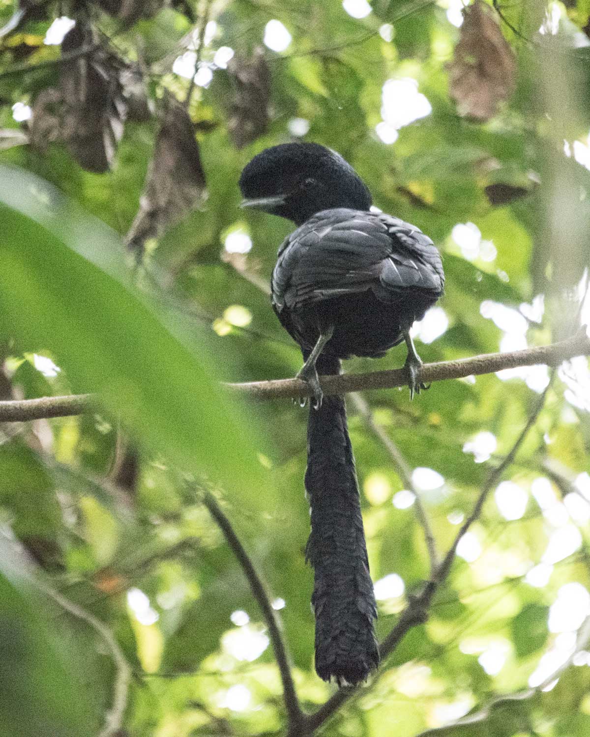 The Bizarre Umbrellabird