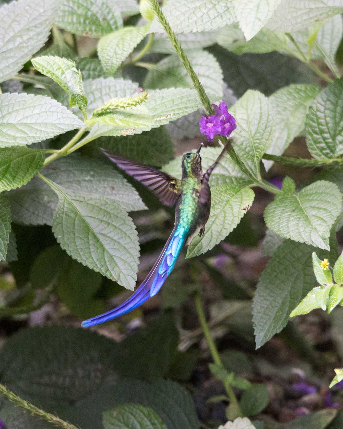 Un impresionante colibrí de cola larga cerca de Quito