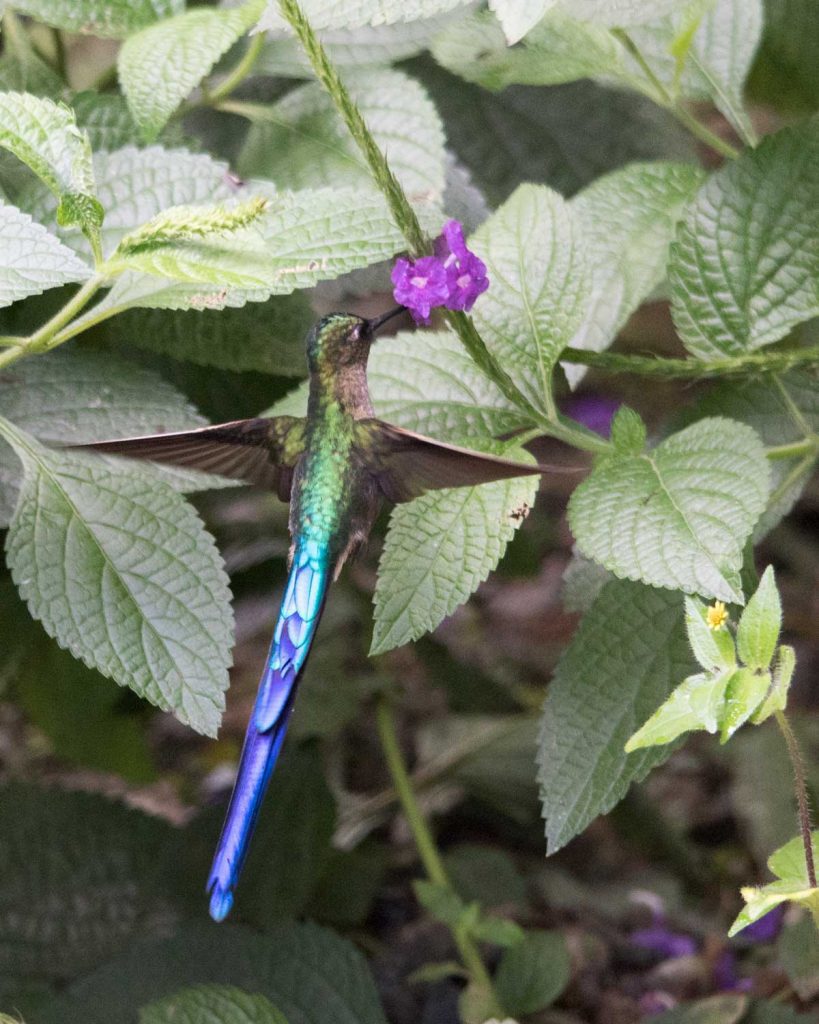Un impresionante colibrí de cola larga cerca de Quito