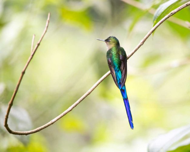 ¿Dónde encontramos a los colibríes en Ecuador?