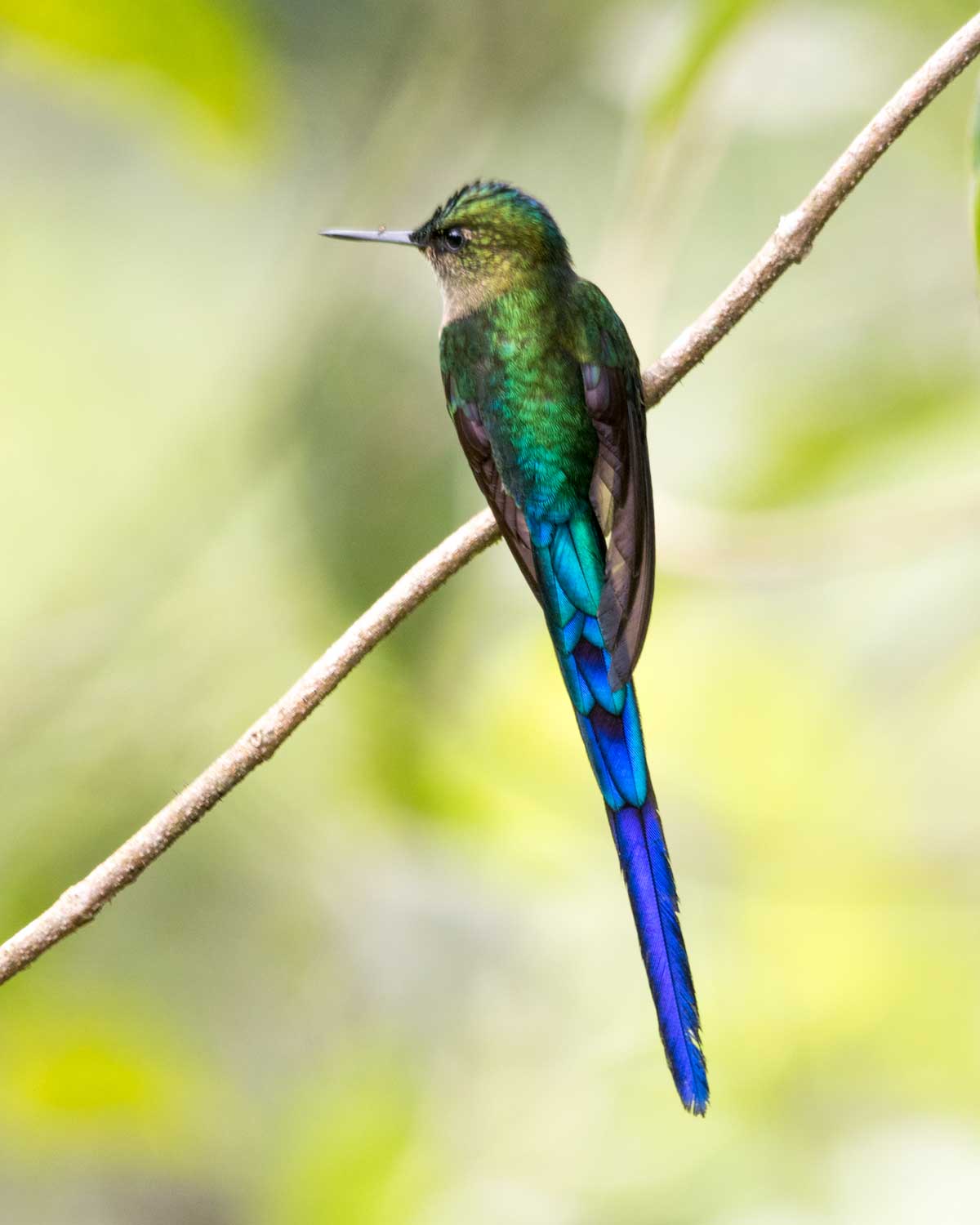 Un impresionante colibrí de cola larga cerca de Quito