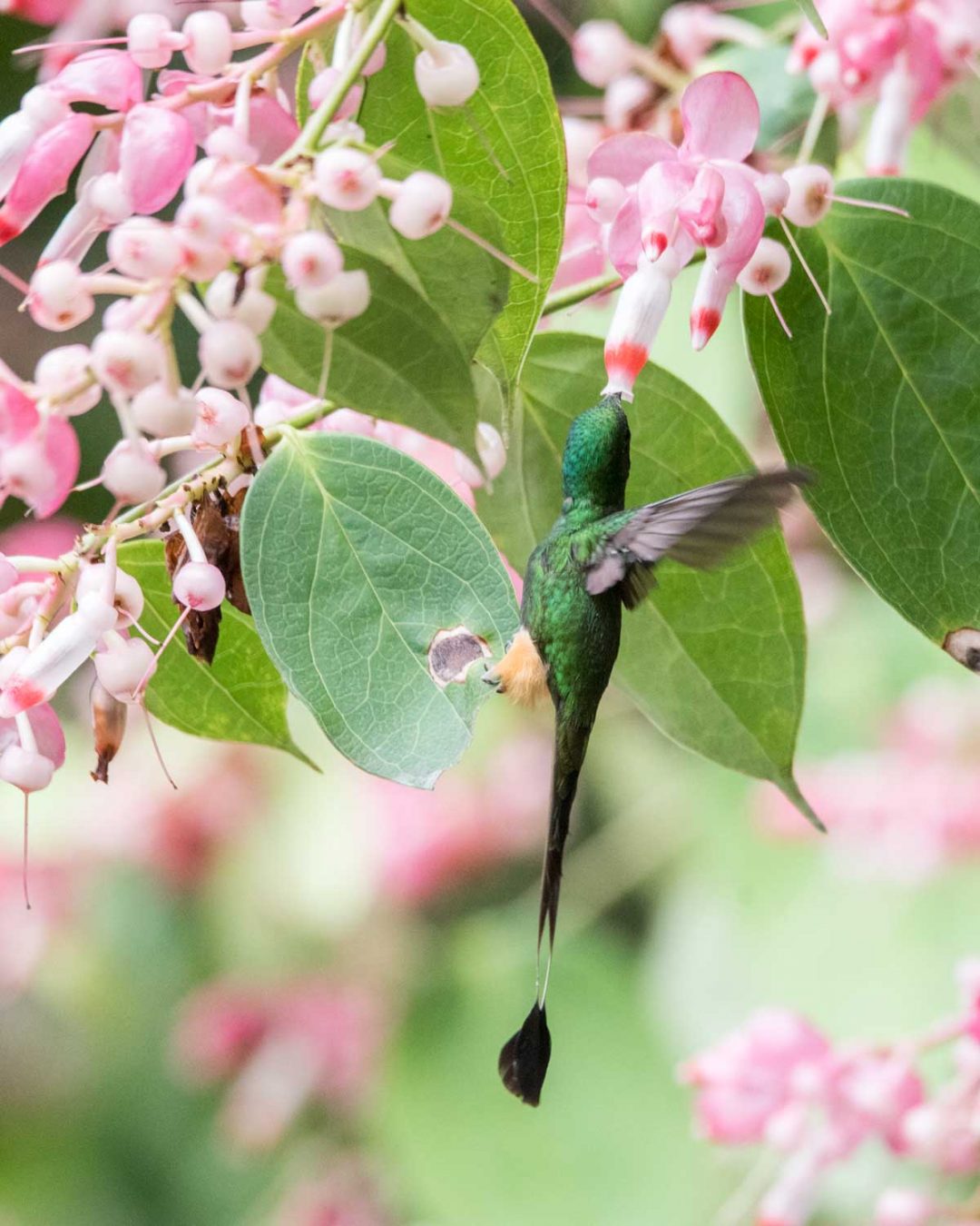 ¿Dónde encontramos a los colibríes en Ecuador?