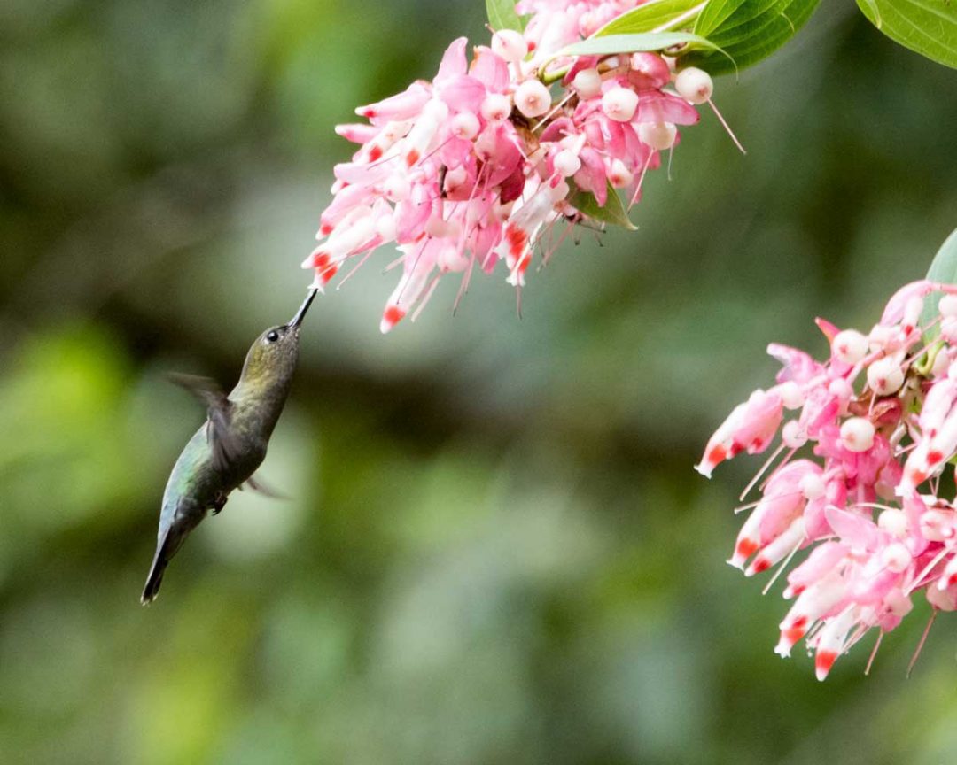 ¿Dónde encontramos a los colibríes en Ecuador?