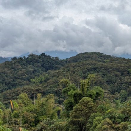 El Chontacuro: el Manjar Exótico de la Palma de La Chonta